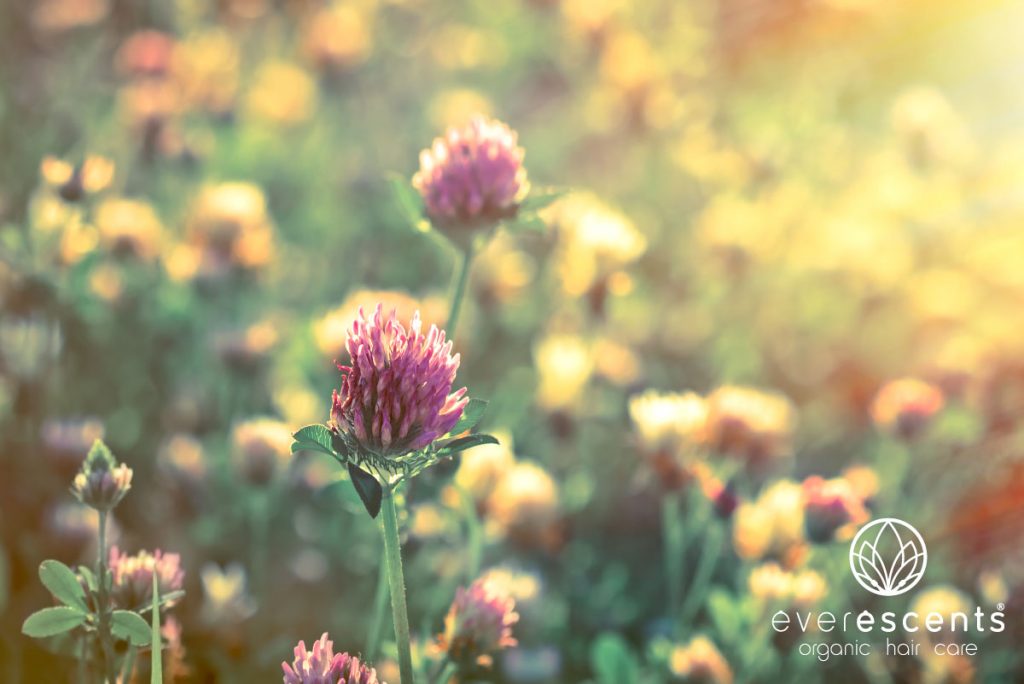 Benefits of Red Clover For Hair & Skin | EverEscents