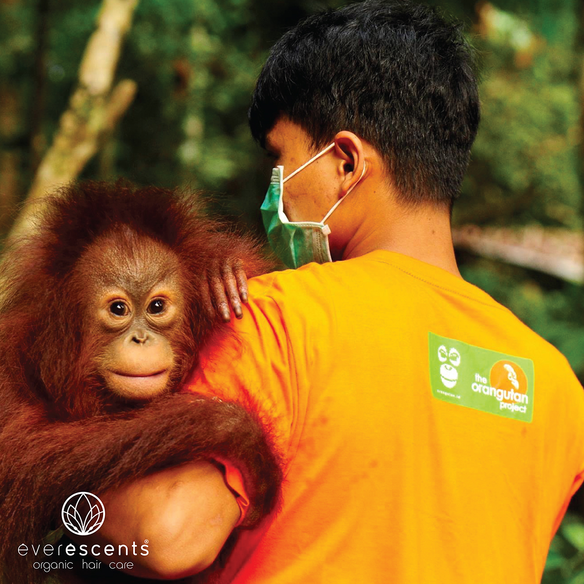The Orangutan Project: Orangutan Conservation & Rehabilitation ...